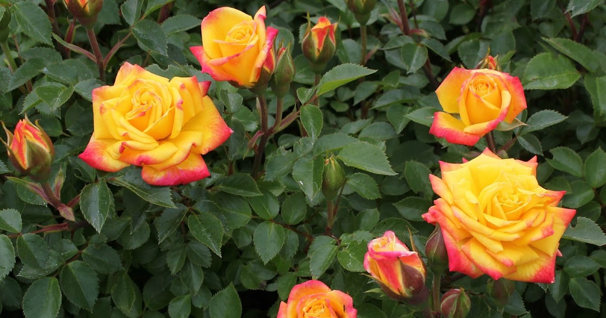 "Roseiras Cultivar": "Miniaturas Roseiras onde Plantar"