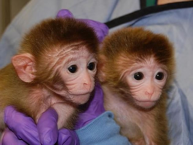 Biogil: GERAÇÃO DE QUIMÉRICO