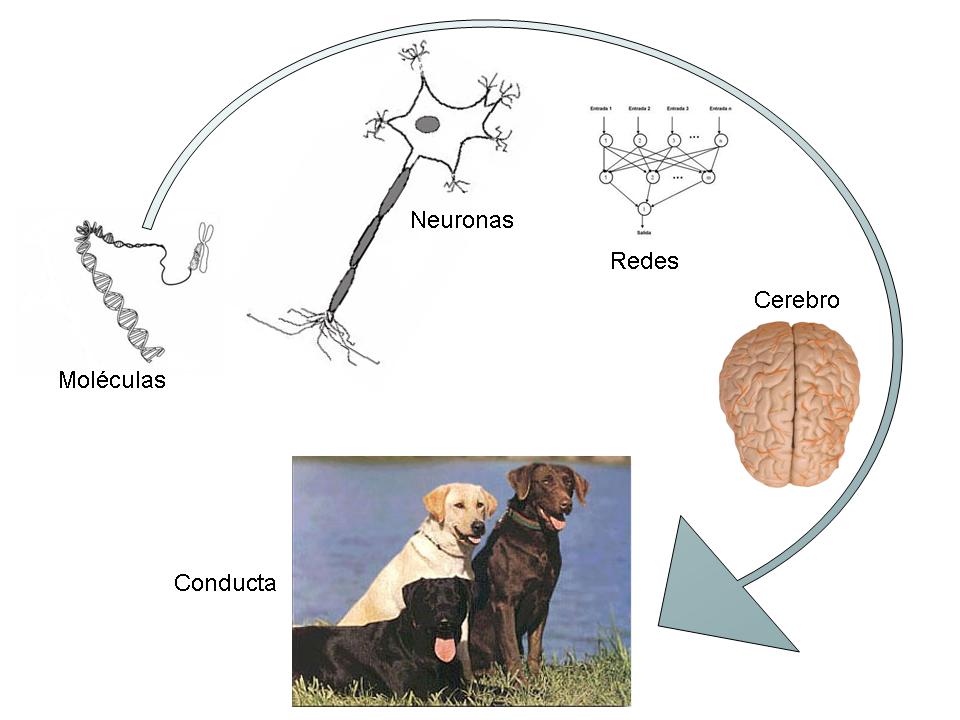 Sinapsis: Cognitive Computing: Neurociencia, supercomputación y ...