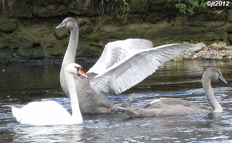 Simply Superb Swans: Wings