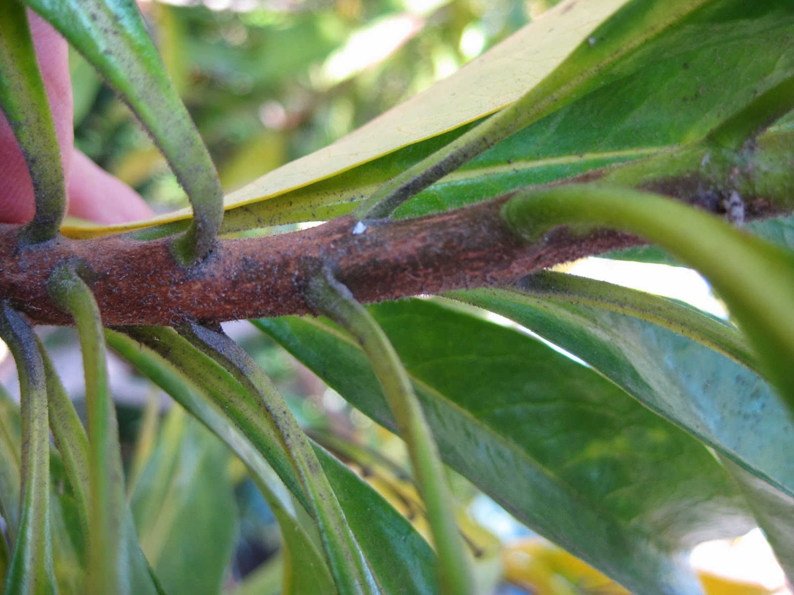 Trees of Santa Cruz County: Hymenopsorum flavum - Sweetshade