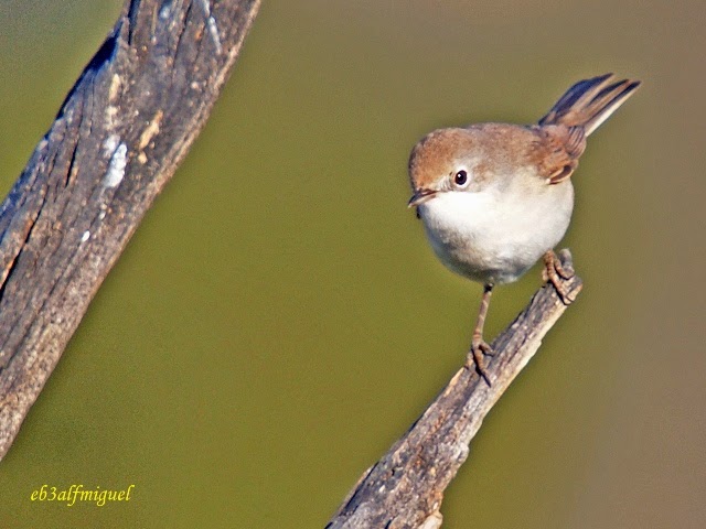 Miguel fotografia: Currucas Sylvia (animal)