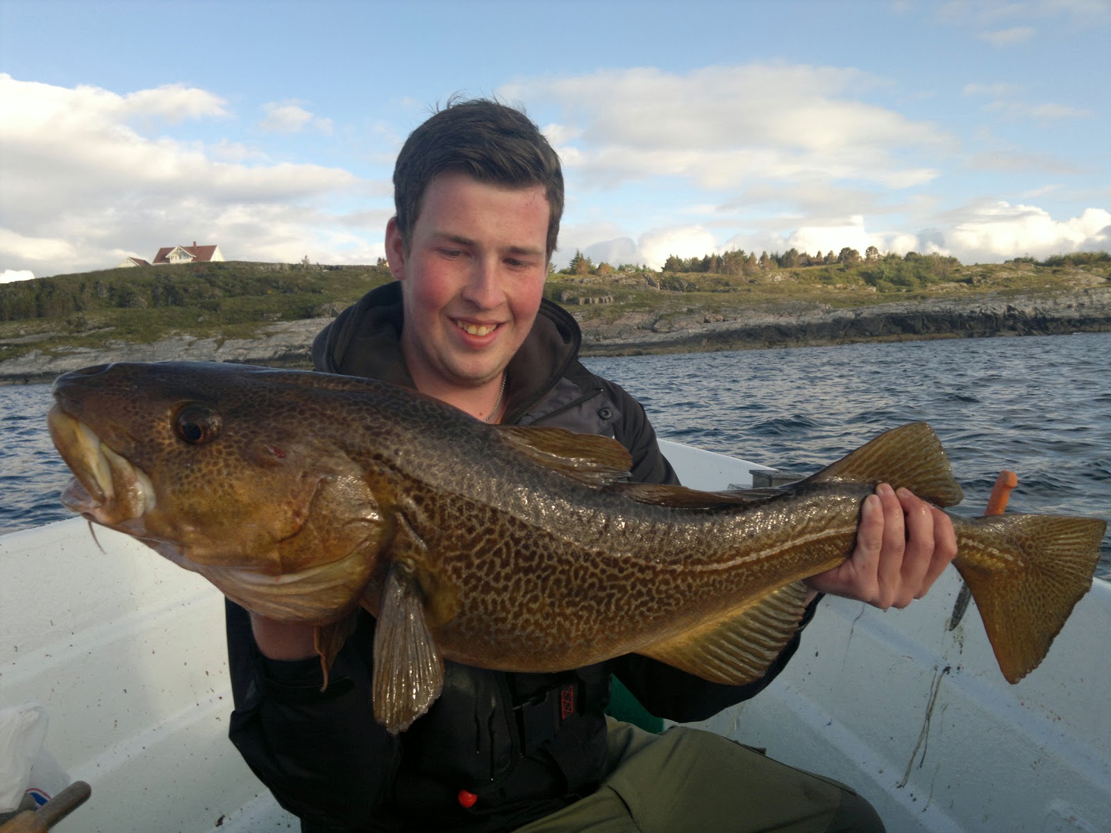 Velkommen til havfisken.: Torsk og hyse.