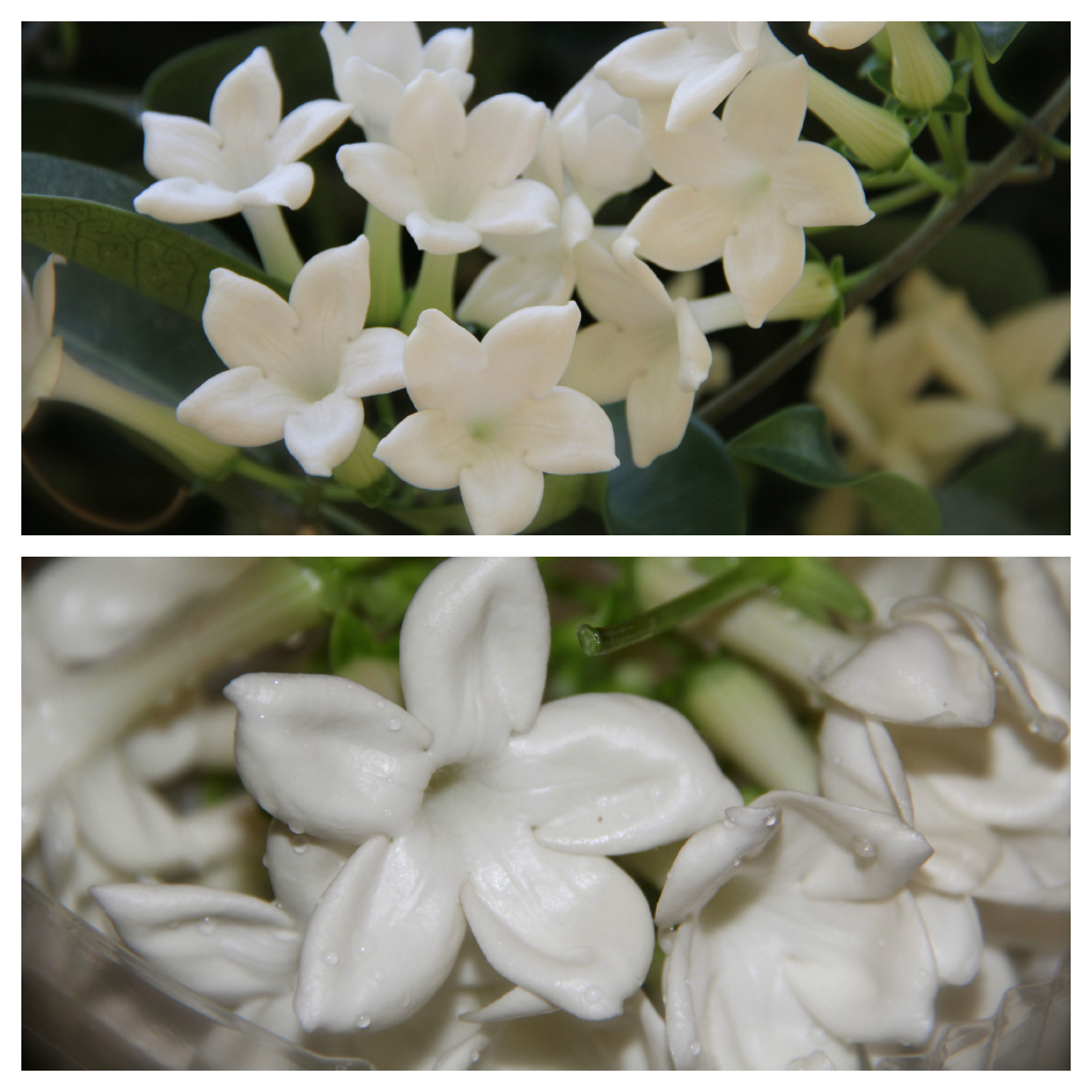 Skyline Flower Growers: Stephanotis - "Marital Happiness"