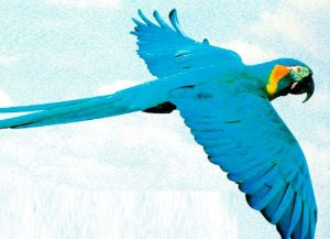 La paraba "Barba azul" | Mis Mascotas