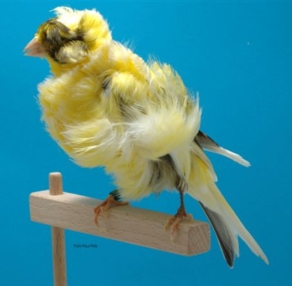 LOS CANARIOS DE POSTURA: Canarios Rizados (1): junio 2016