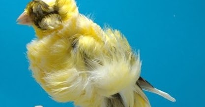 LOS CANARIOS DE POSTURA: Canarios Rizados (1)