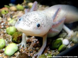 marzo 2012 ~ Animales