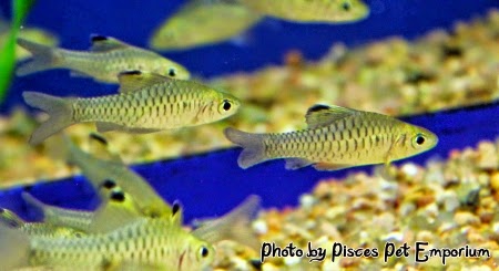 HEADSTANDER FISH photos - wallpapers | the fun bank