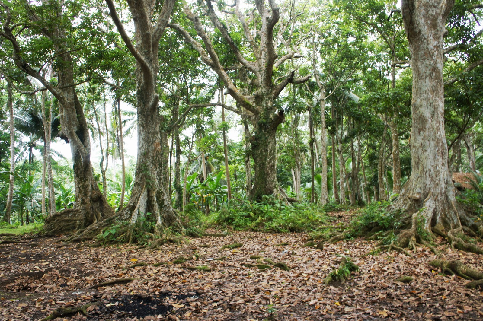 Awesome Bulusan!: Bulusan's Heritage Trees