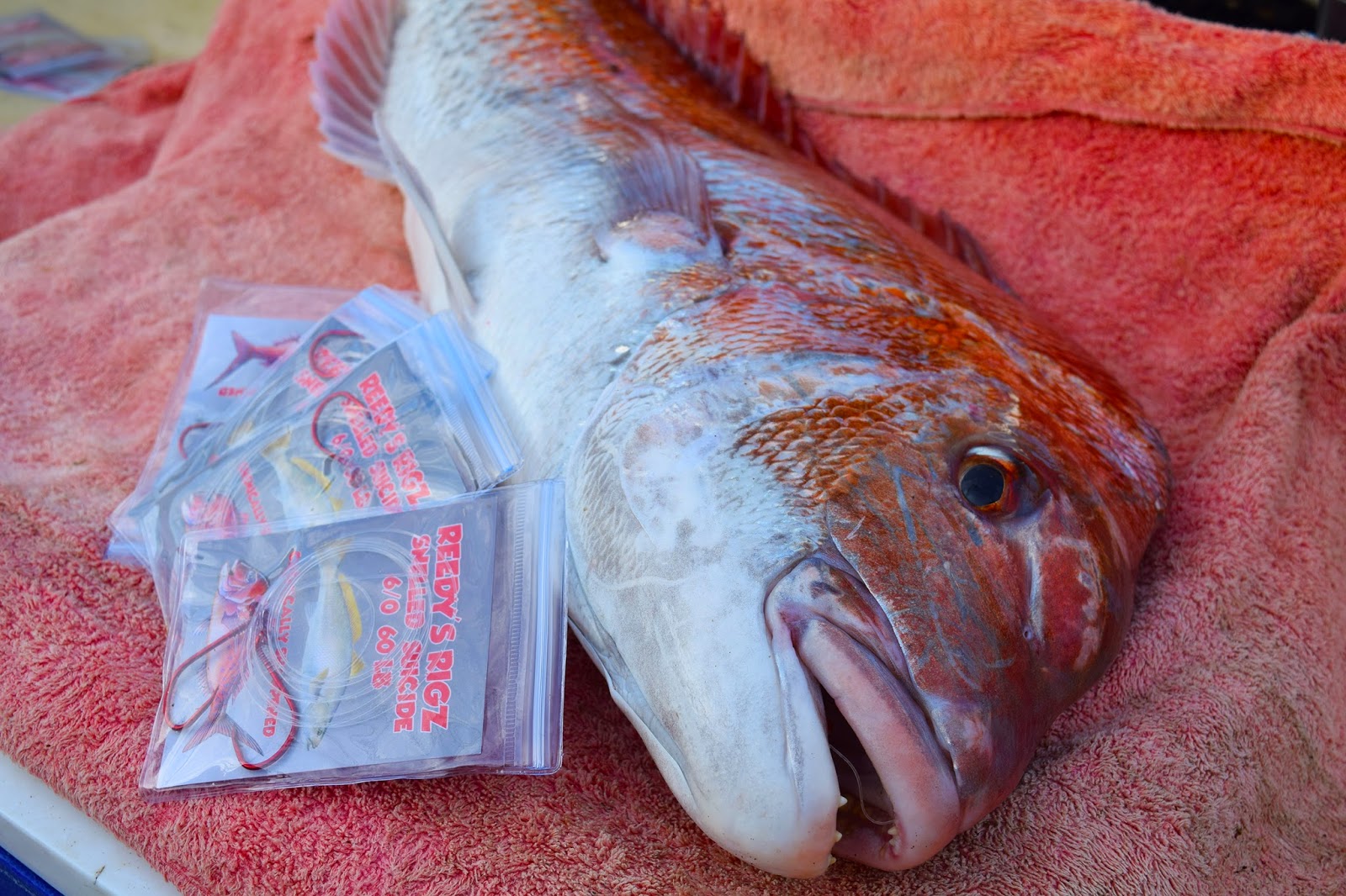 Fishing Rig Tying Snapper Rigs Pre Tied Bait N Tackle: March 2015