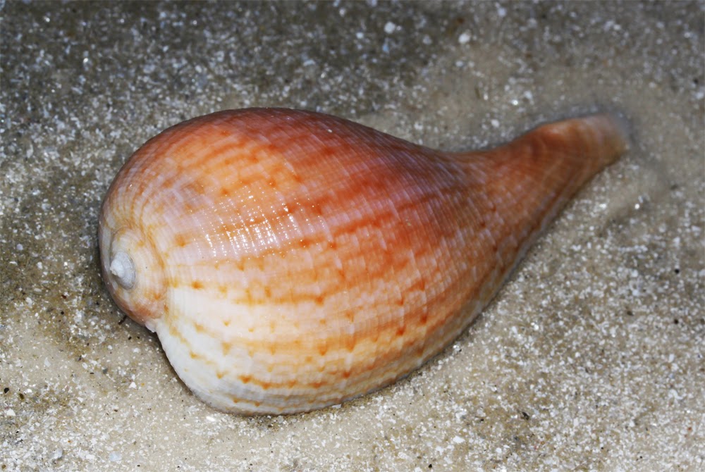 Shoreline Ramblings: Shelling on the Florida Gulf Coast in January