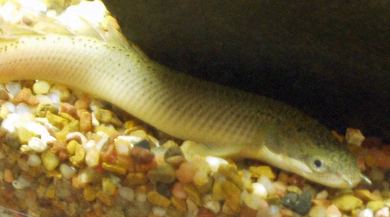 Fish Pictures: Gray bichir - Polypterus senegalus