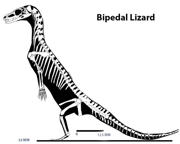 Kites Craze: The Lizard was always a bipedal animal | Biology dictionary