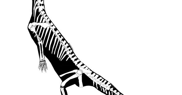 Kites Craze: The Lizard was always a bipedal animal | Biology dictionary