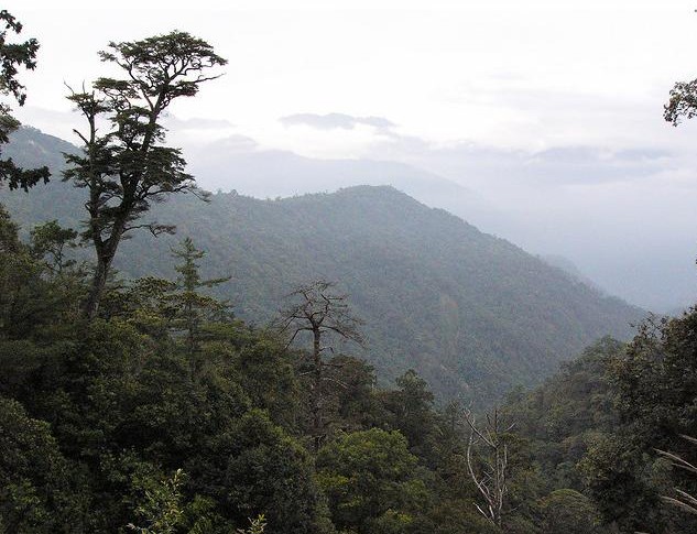 Taiwan Montane Forests