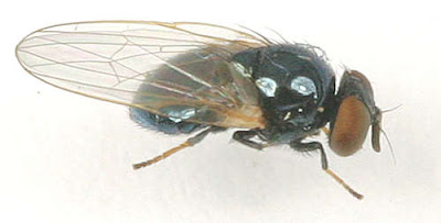 Variety of Life: Lonchaeidae