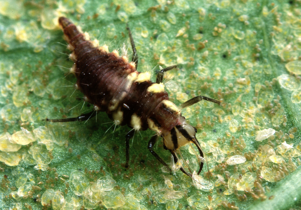 Real Monstrosities: Green Lacewing