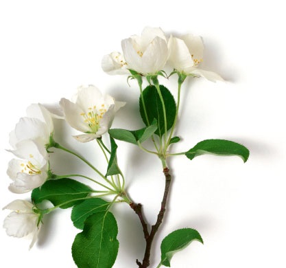 spagosmail: Hanami: Kultura gledanja cvijeta trešnje