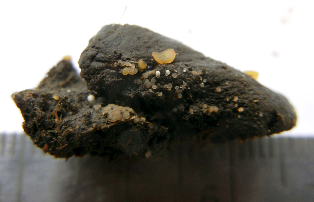 Sci/Why: Who Knew What Grew on Poo?