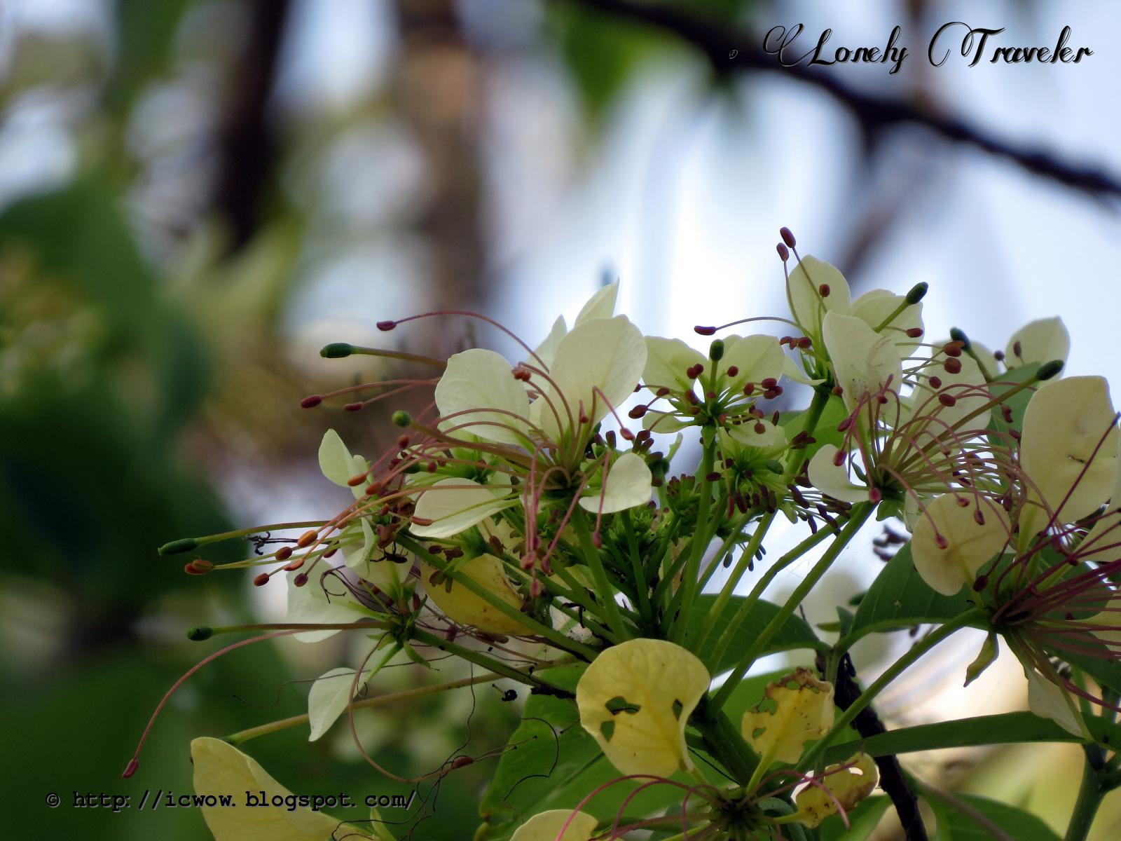 Temple plant - Crataeva religiosa