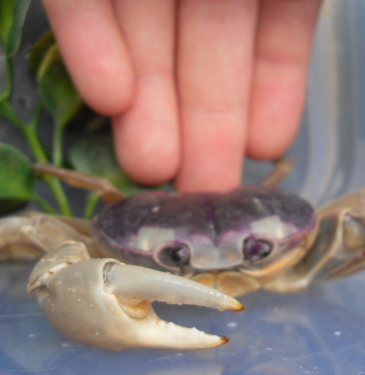 My Adventure with Halloween Moon Crabs