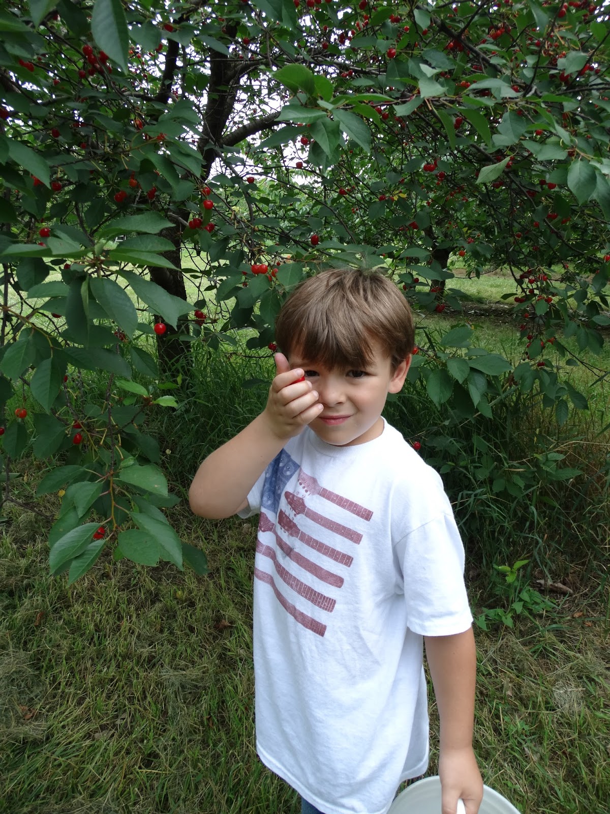 2304 Miles: Pregnancy Craving: Cherries! (Tree-mendous Fruit Farms in MI)