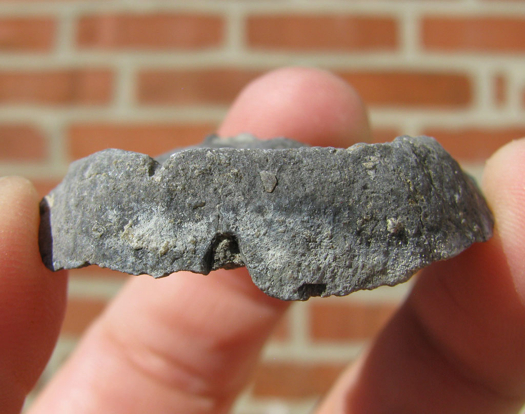 Views of the Mahantango: Leptaena rhomboidalis brachiopod from the ...