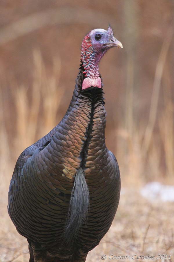 Country Captures: Mid Winter Wild Turkeys