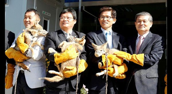 South Korean Scientist Cloning Coyote for the First Time - Mas Aal Cliquers