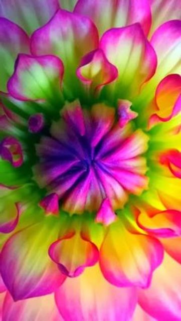 Fb Profile Pic Of Flowers - Pictures Of Flowers