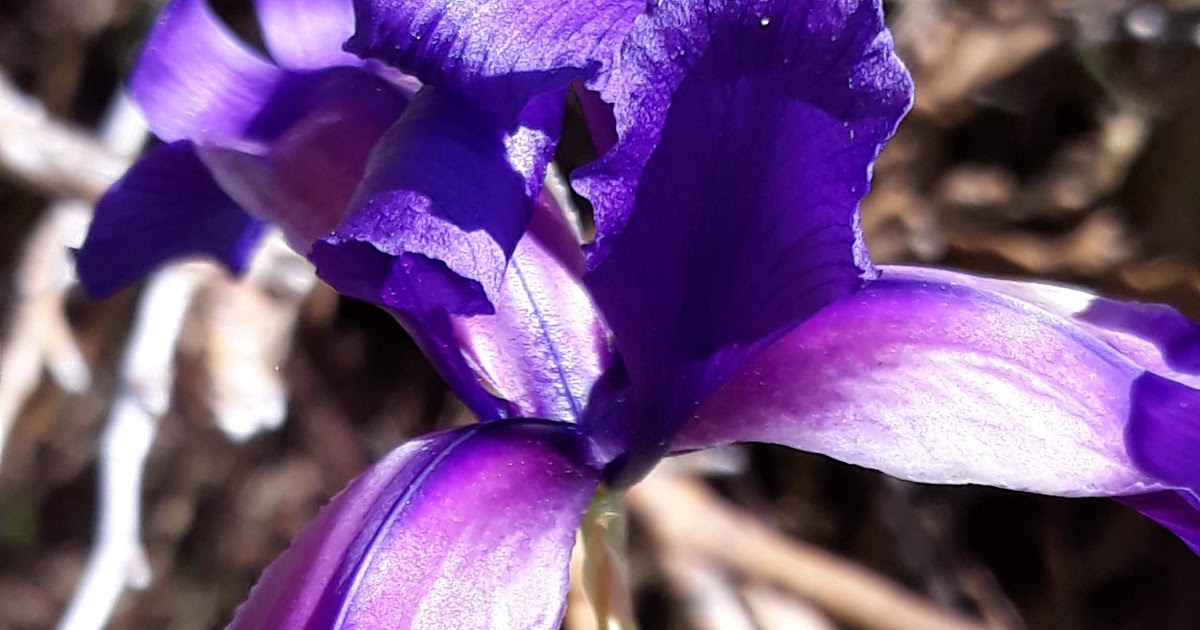 Carris: Paisagens da Peneda-Gerês (CCXLV) - Iris boissieri 2018