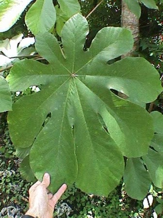 Dietética Naturel: Ambay