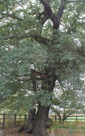 Archaeology and History of Medieval Sherwood Forest: Parliament Oak ...