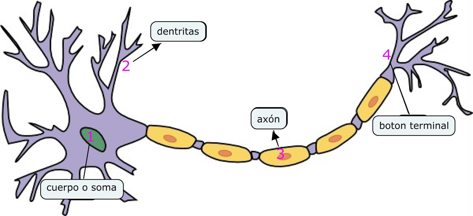 El blog de 6º A: CÉLULA NERVIOSA