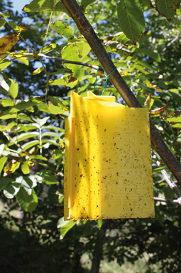 GLI ARGOMENTI SPAZIANO: TRAPPOLE CROMOTROPICHE per la difesa biologica