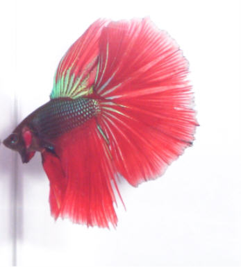 12 Type Of Betta Fish By Tail Types | Like Betta Fish