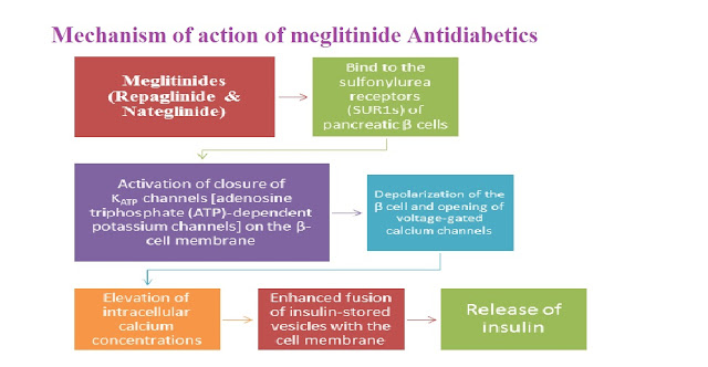 Drug Interactions Simplified: Drug Interactions of Meglitinide ...