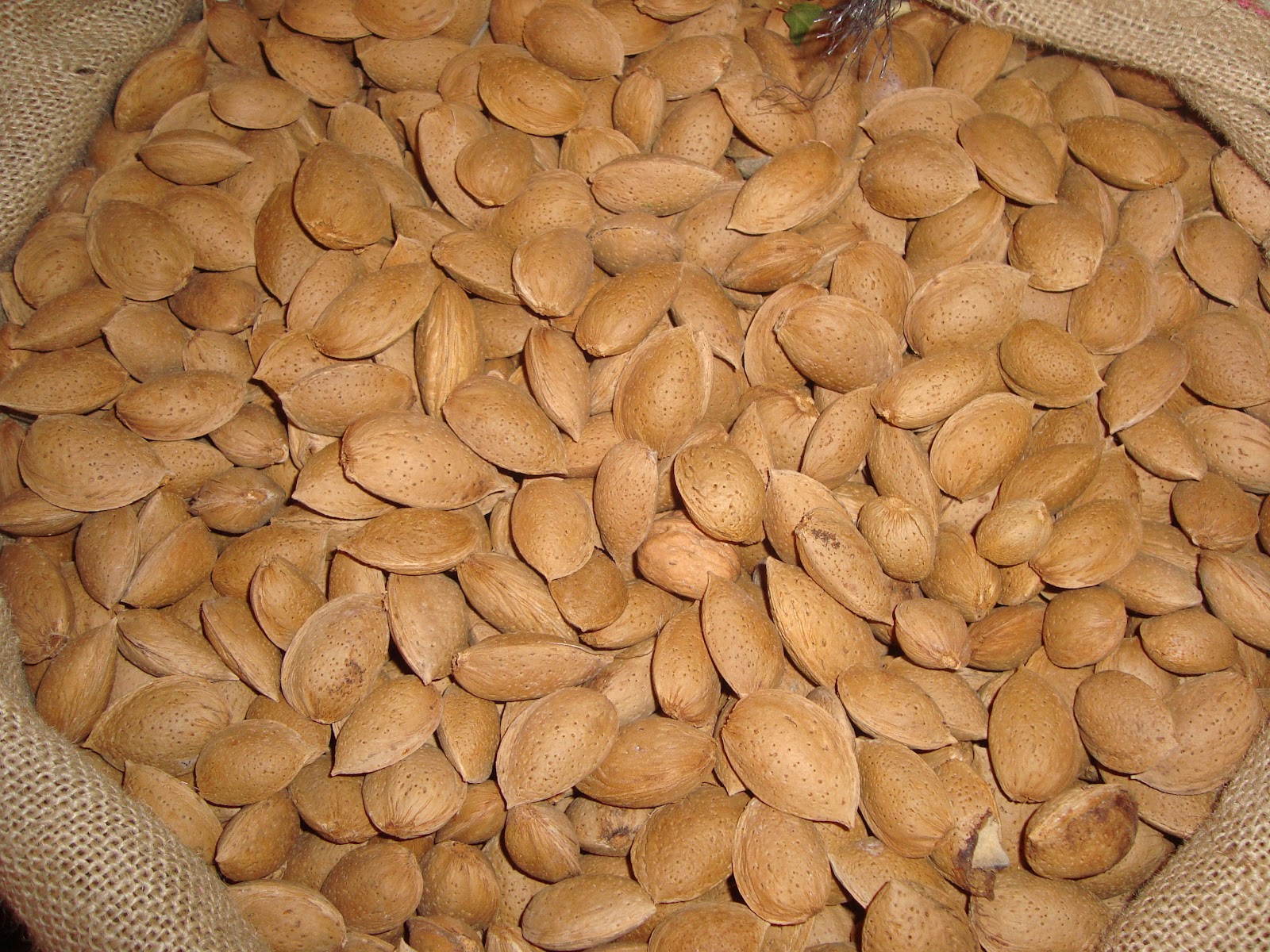 TORREBLANCA, HISTORIA, PATRIMONIOS Y BIODIVERSIDAD: AMETLLES, ALMENDRAS