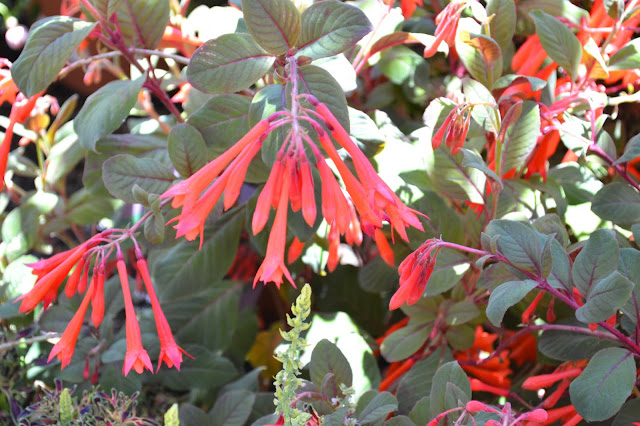 My Painted Garden: Painting Fuchsias