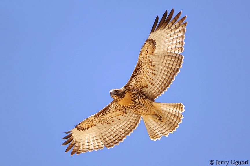 Raptor Identification and Photography: A few new Raptor posts