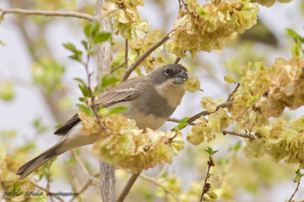 mis fotos de aves: Diuca diuca Diuca Common Diuca-finch