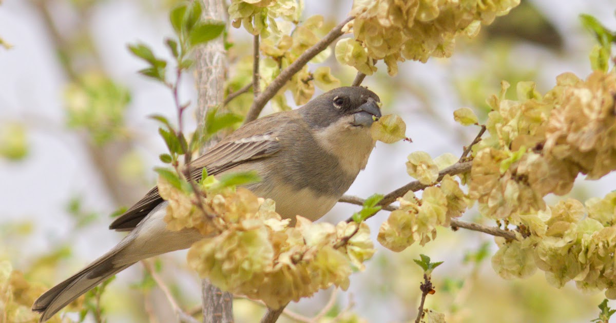 mis fotos de aves: Diuca diuca Diuca Common Diuca-finch