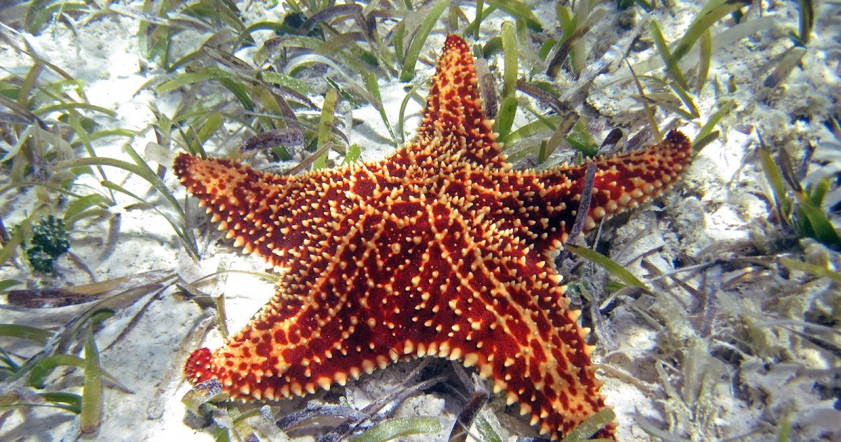 Real Monstrosities: Red Cushion Sea Star