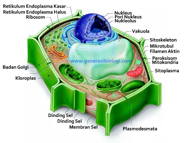 PENGERTIAN TENTANG SEL DAN BAGIAN-BAGIANNYA. - findfonet