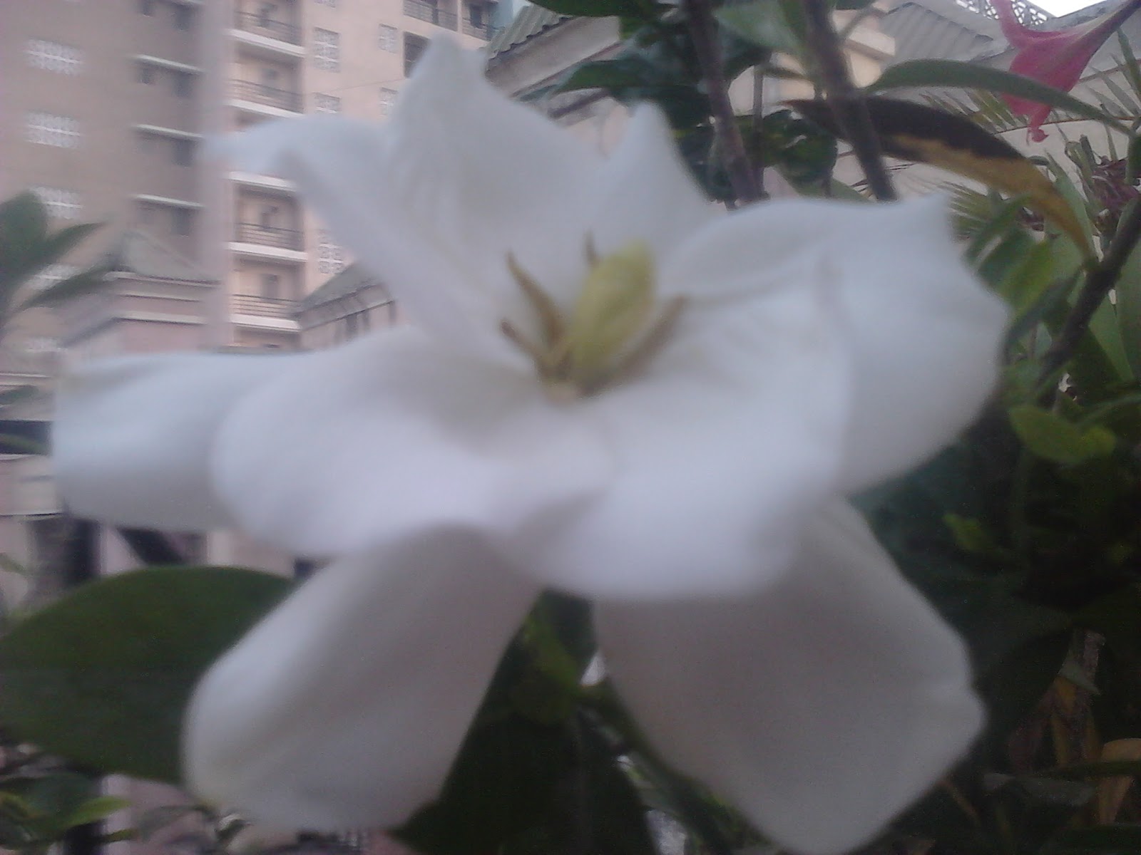 Garden Care Simplified: Fragrant Anant Gardenia Flowers for West and ...