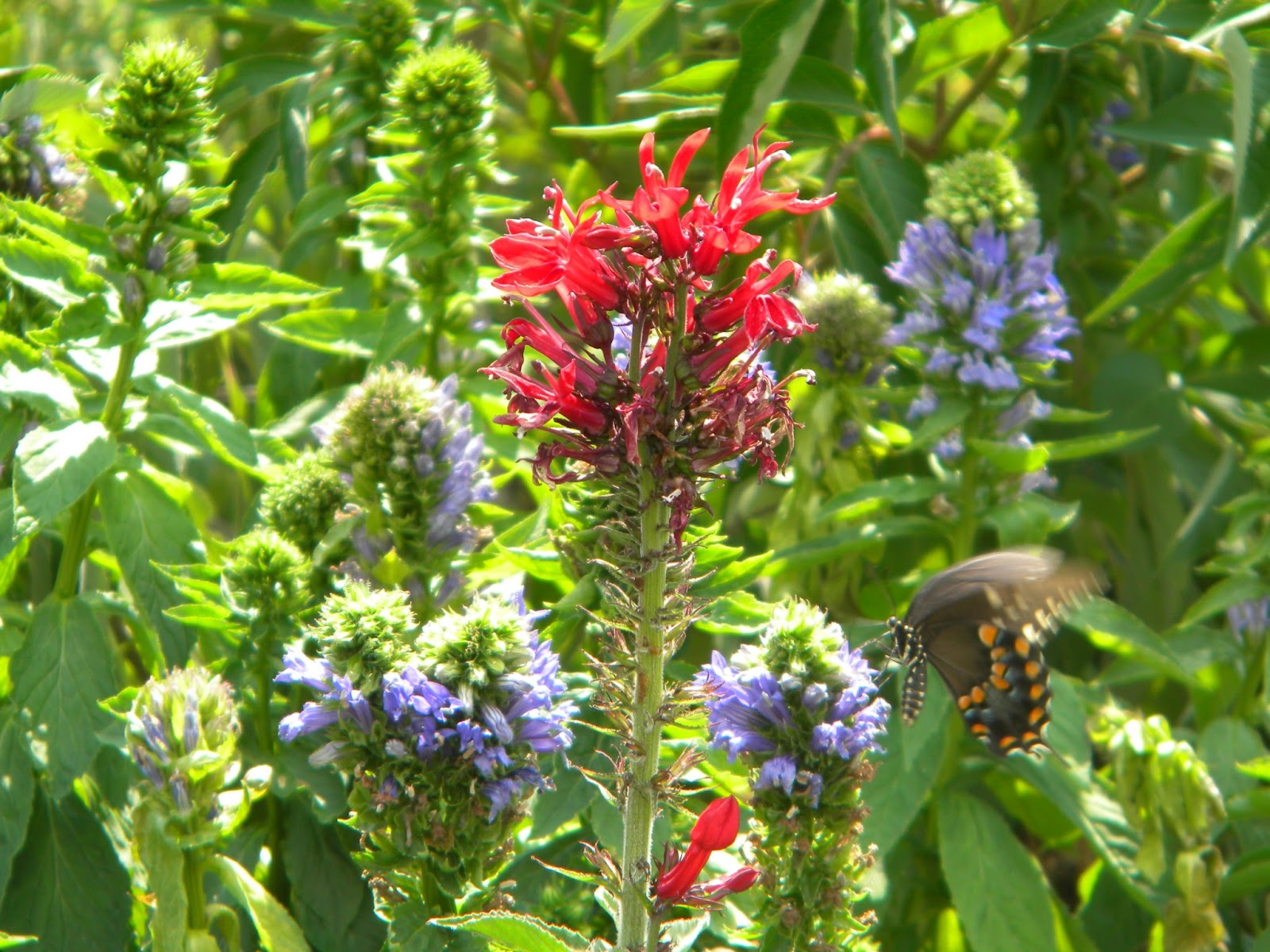 South Jersey Native Plants: August 2013 Plant of the Month - Cardinal ...