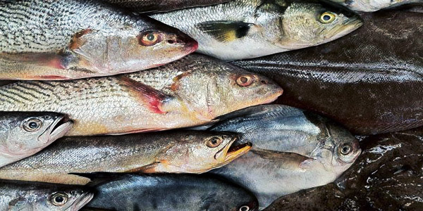 La Farola: Comenzó corrida de la cojinúa en Baracoa