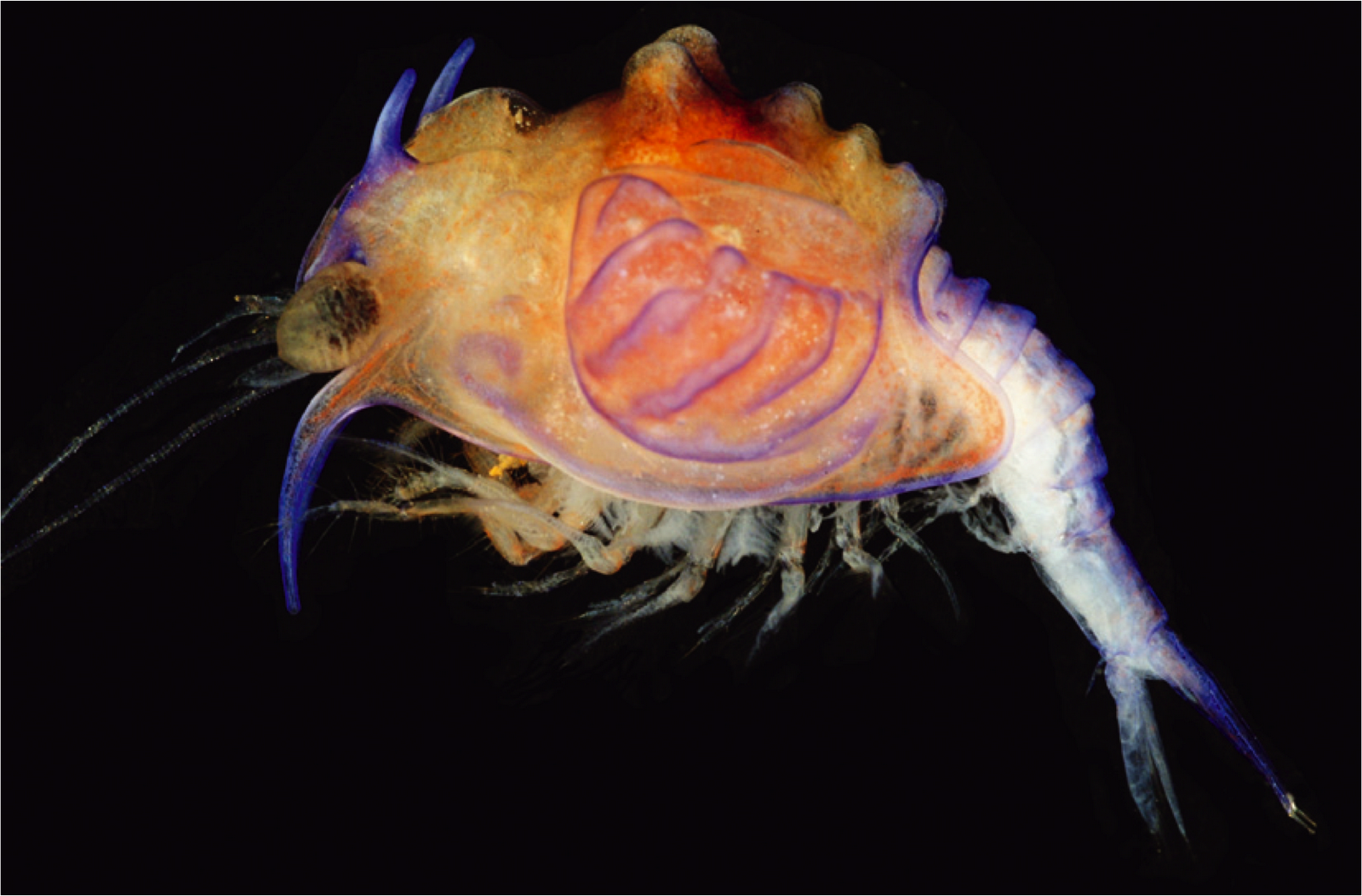 Mostly Open Ocean: An unusual crustacean meets its parents