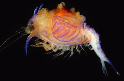 Mostly Open Ocean: An unusual crustacean meets its parents